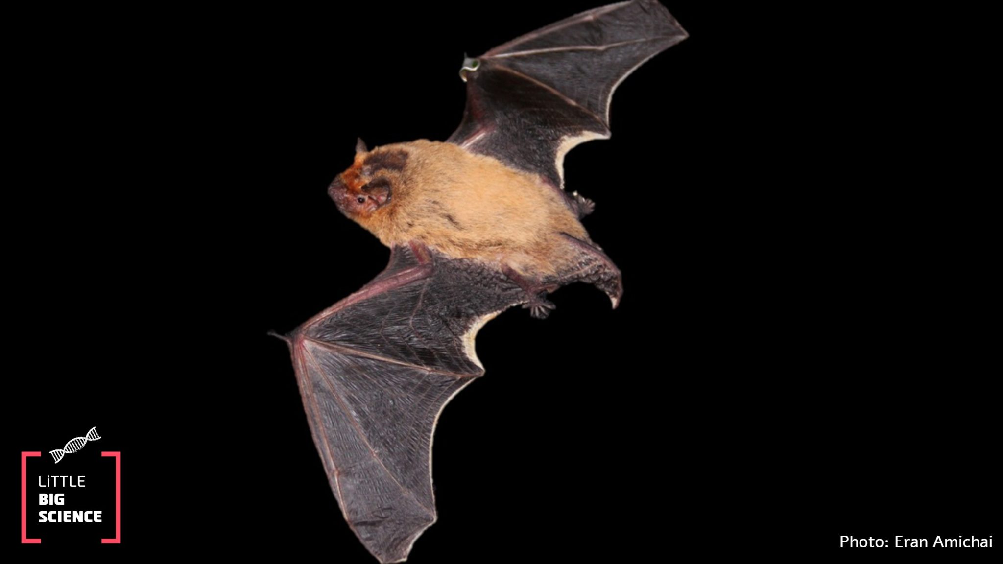 Long-Range Navigation Using Echolocation - Little, Big Science : Little ...