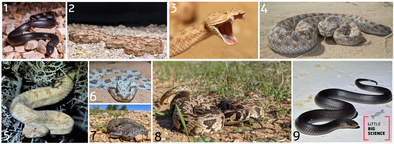 It's a Pleasure to Meet You (Or Not): the Venomous Snakes of Israel ...