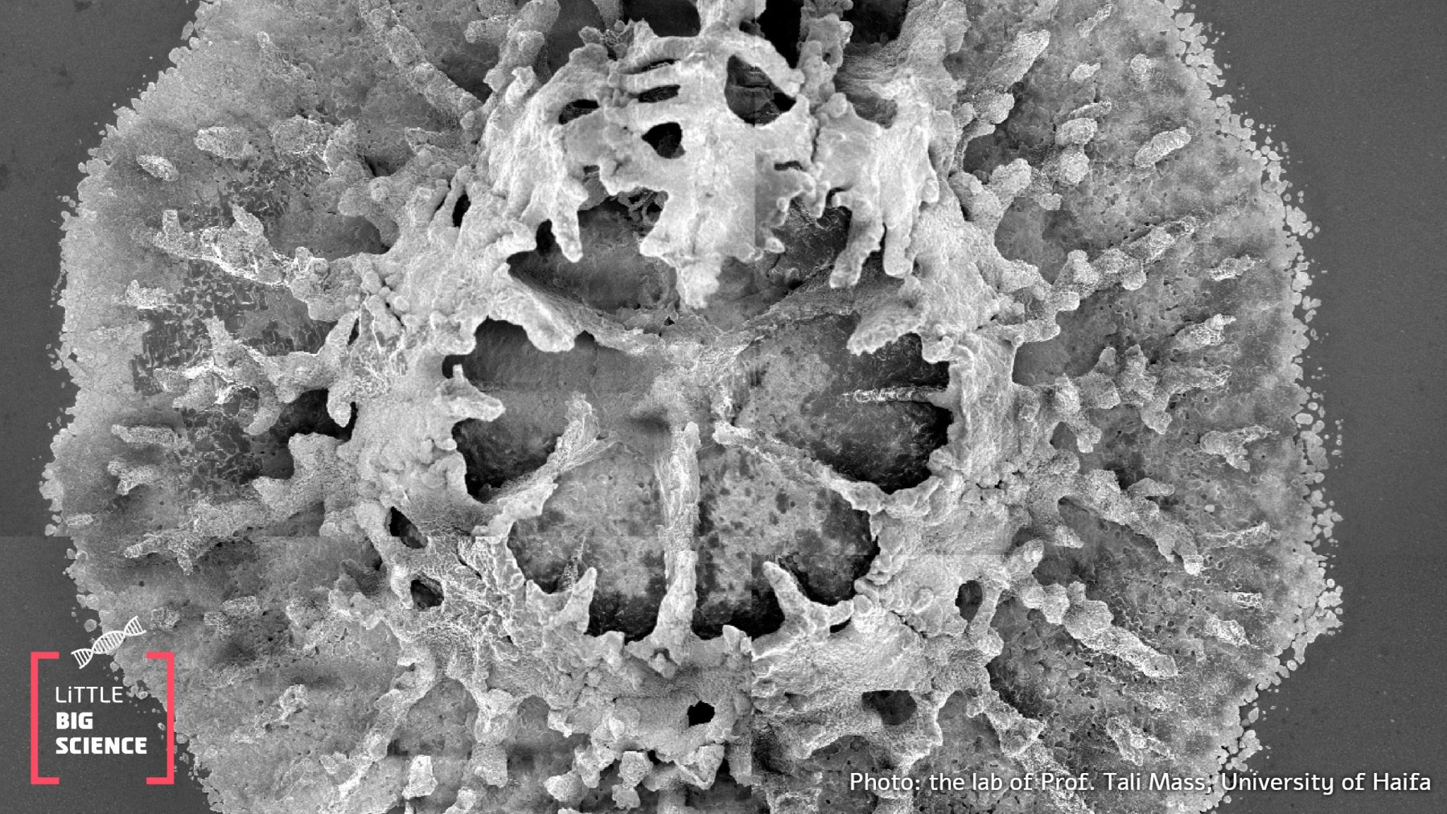 How Do Corals Build Their Home? - Little, Big Science : Little, Big Science