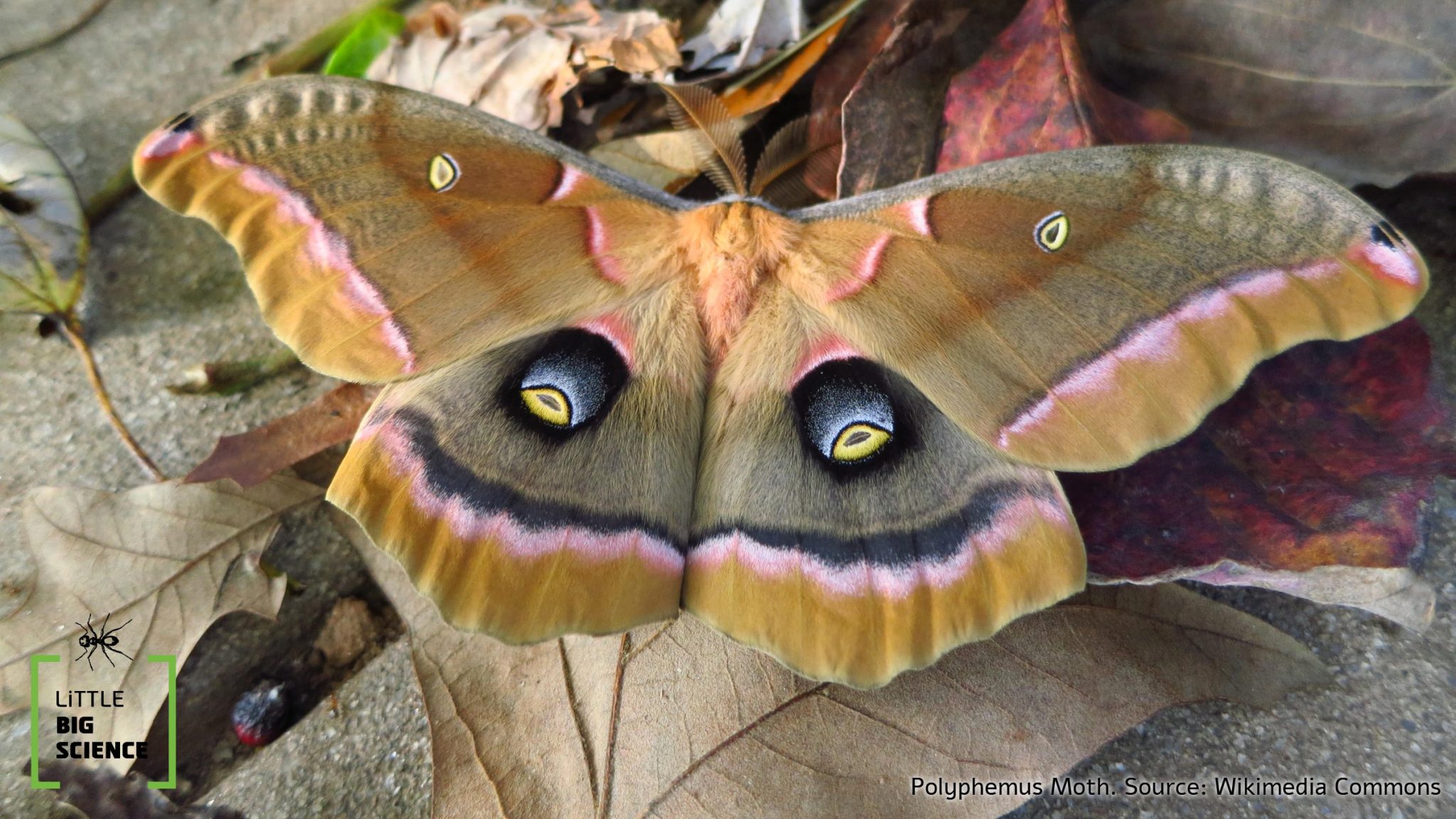Fun Fact: The Cyclops Moth Deters Predators - Little, Big Science ...