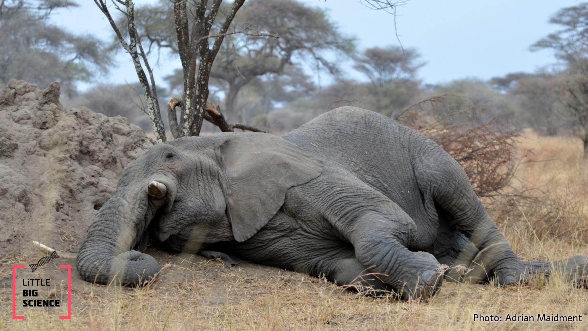 Did you know? Elephants get by on little sleep. But is it really only ...