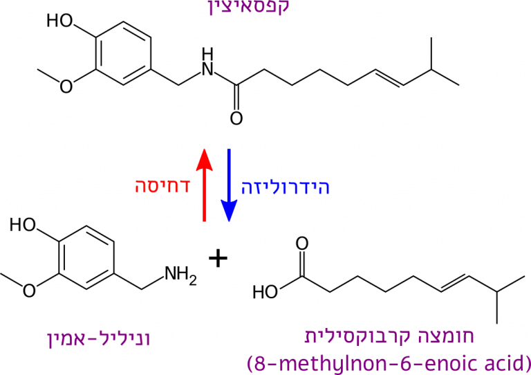 מולקולת השבוע - מדע גדול, בקטנה : מדע גדול, בקטנה