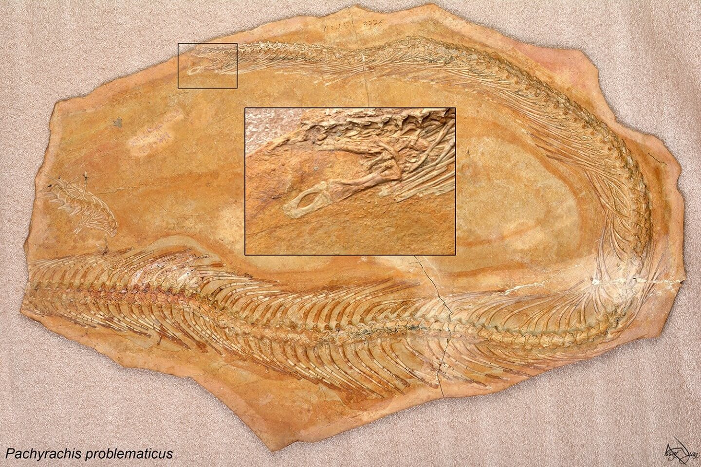 כשלנחשים היו רגליים - מדע גדול, בקטנה : מדע גדול, בקטנה