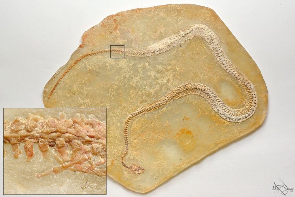 כשלנחשים היו רגליים - מדע גדול, בקטנה : מדע גדול, בקטנה