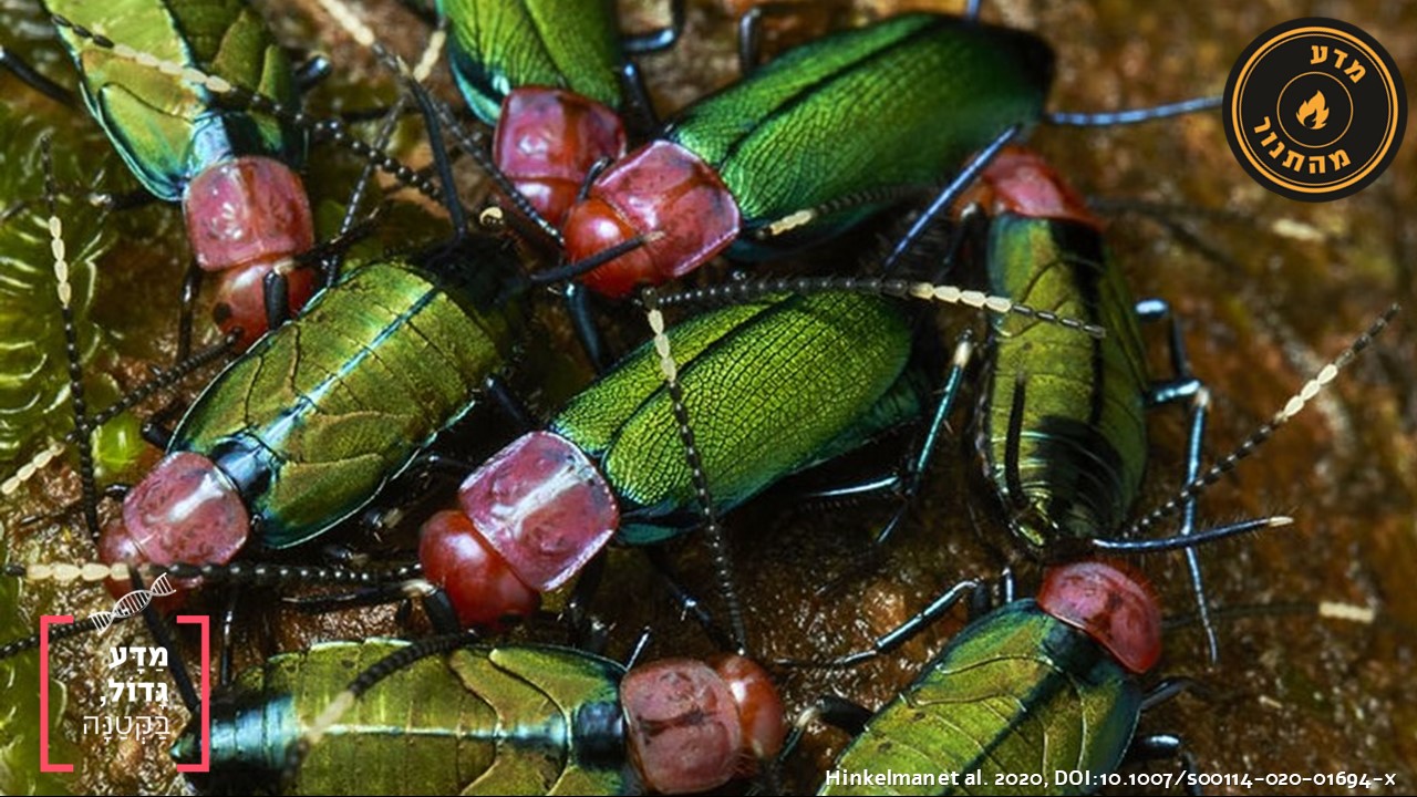 החבר הכי טוב שלי הוא ג'וק - מדע גדול, בקטנה : מדע גדול, בקטנה