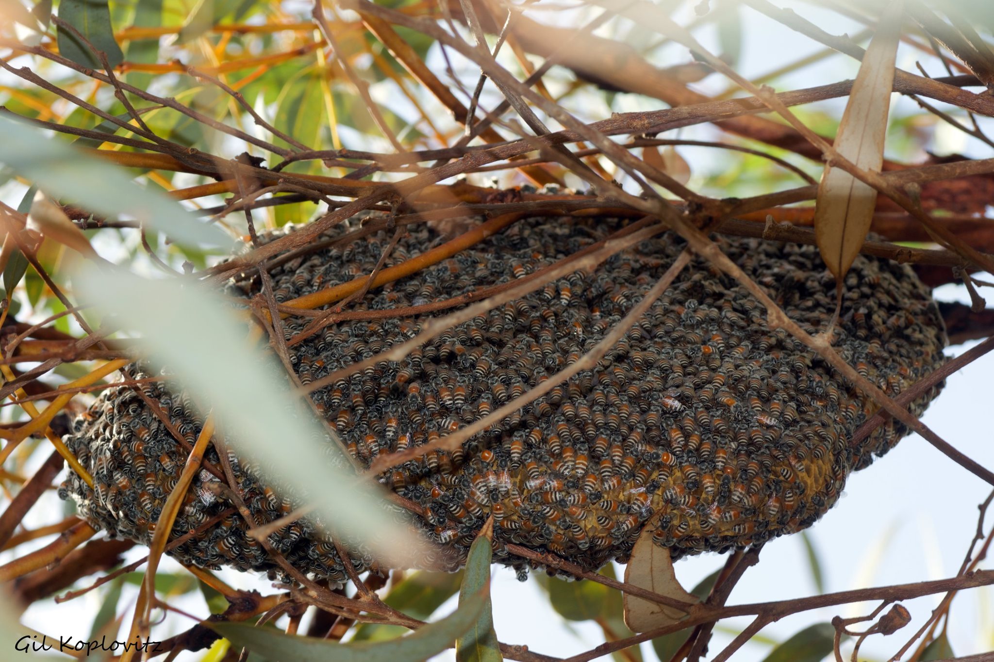 פלישת הננסית - מדע גדול, בקטנה : מדע גדול, בקטנה