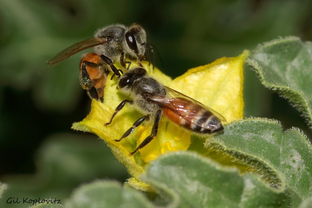 פלישת הננסית - מדע גדול, בקטנה : מדע גדול, בקטנה