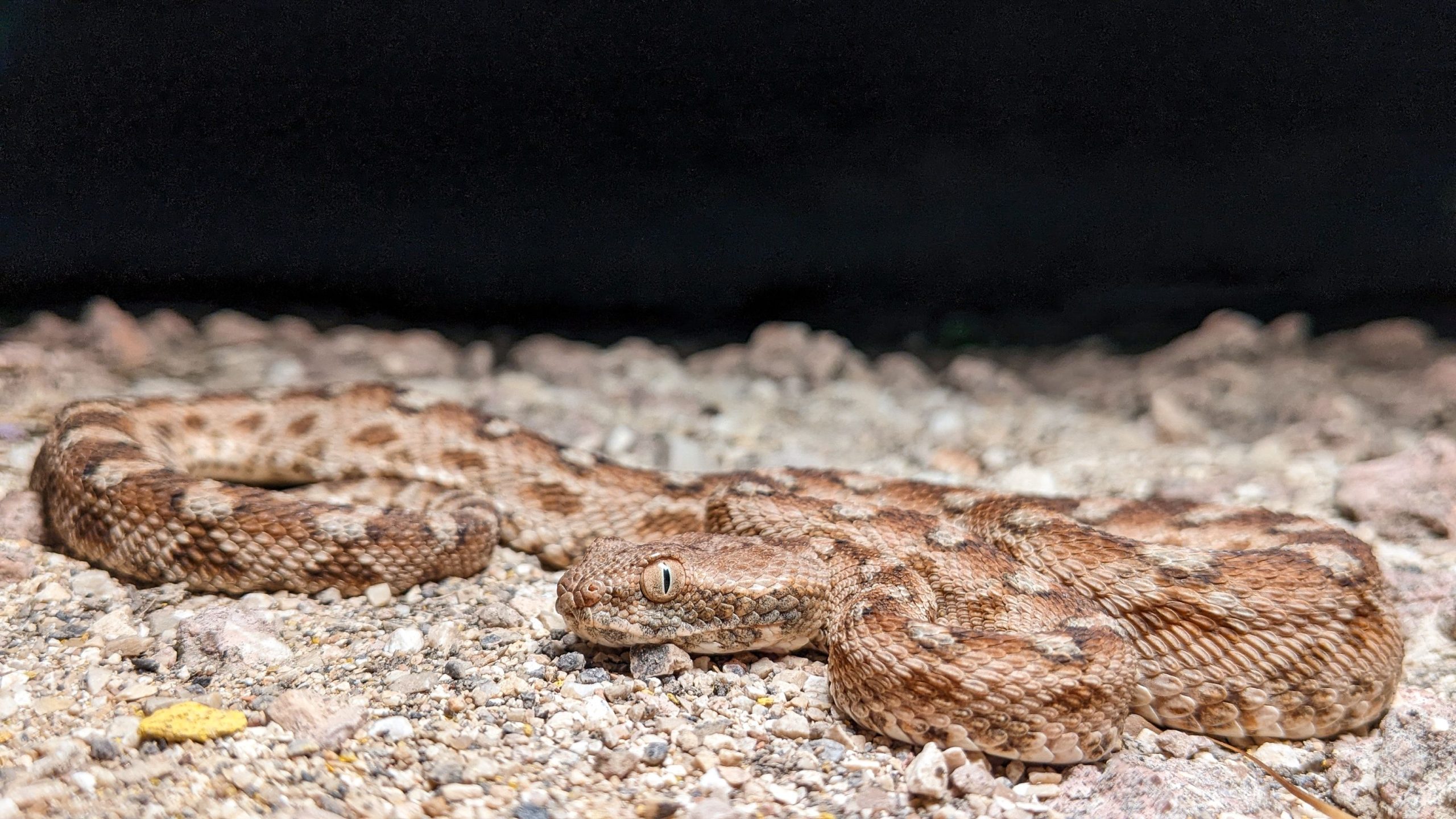 It's a Pleasure to Meet You (Or Not): the Venomous Snakes of Israel ...