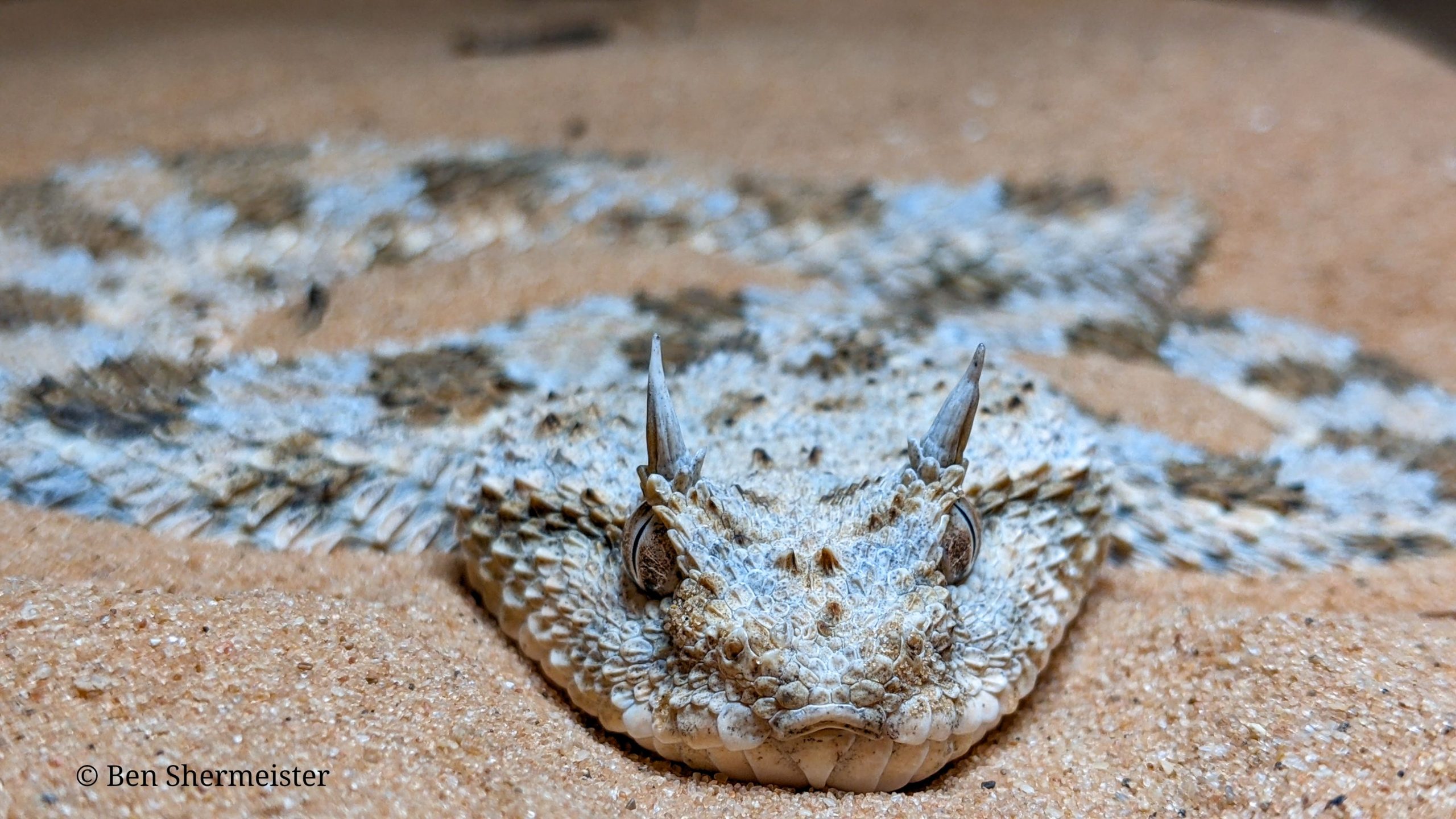 It's a Pleasure to Meet You (Or Not): the Venomous Snakes of Israel ...