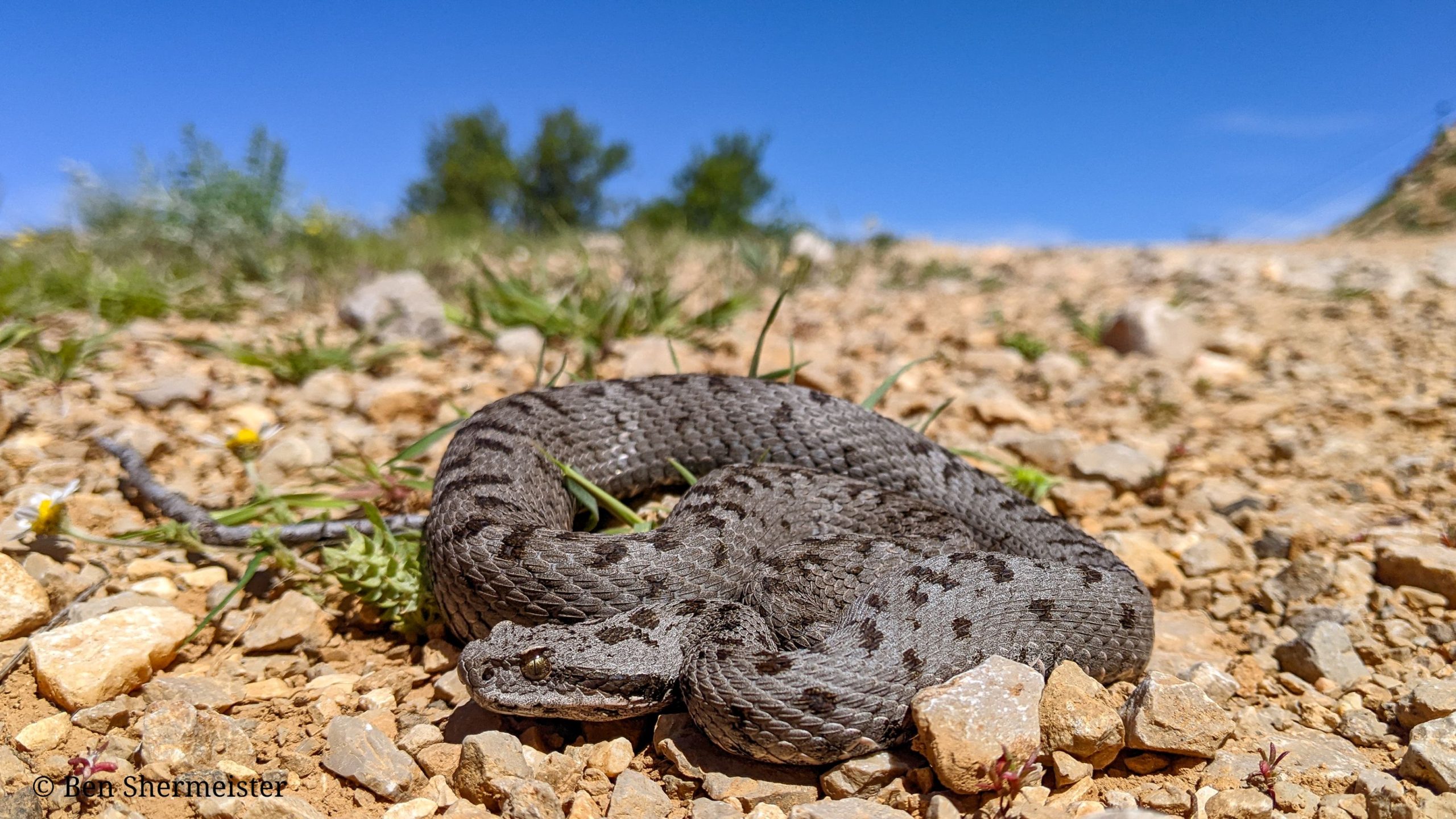 It's a Pleasure to Meet You (Or Not): the Venomous Snakes of Israel ...