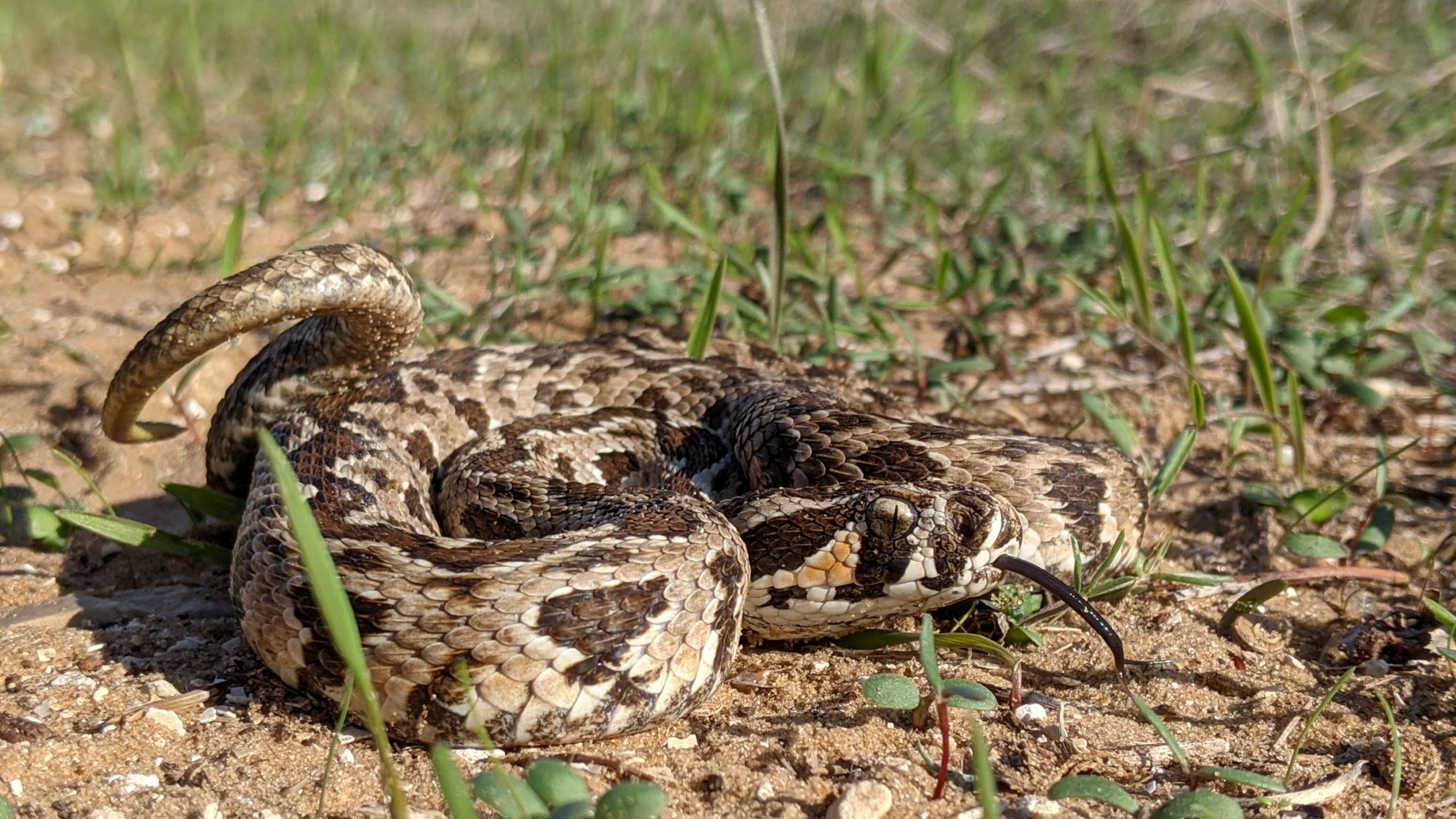 It's a Pleasure to Meet You (Or Not): the Venomous Snakes of Israel ...