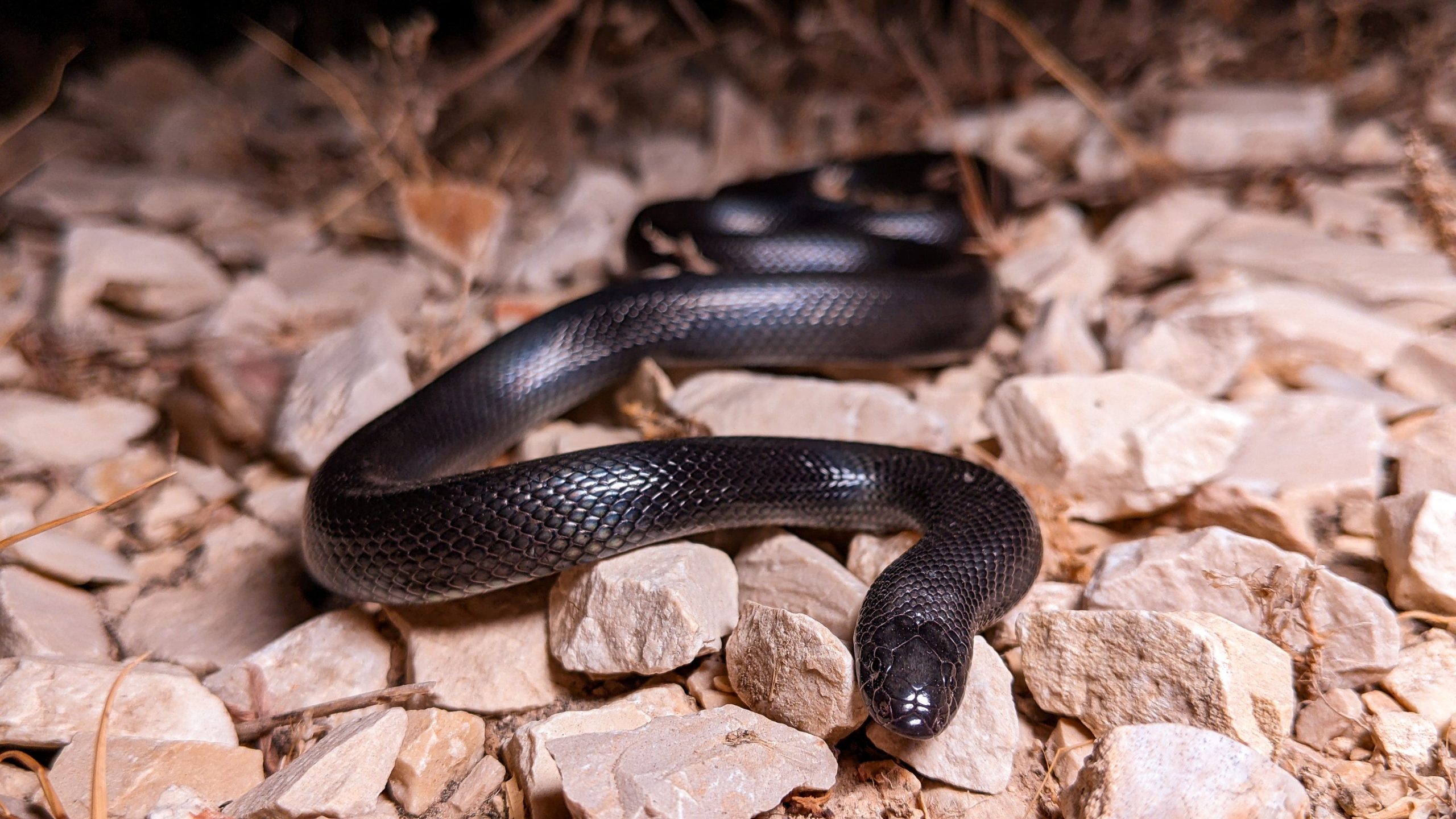 It's a Pleasure to Meet You (Or Not): the Venomous Snakes of Israel ...