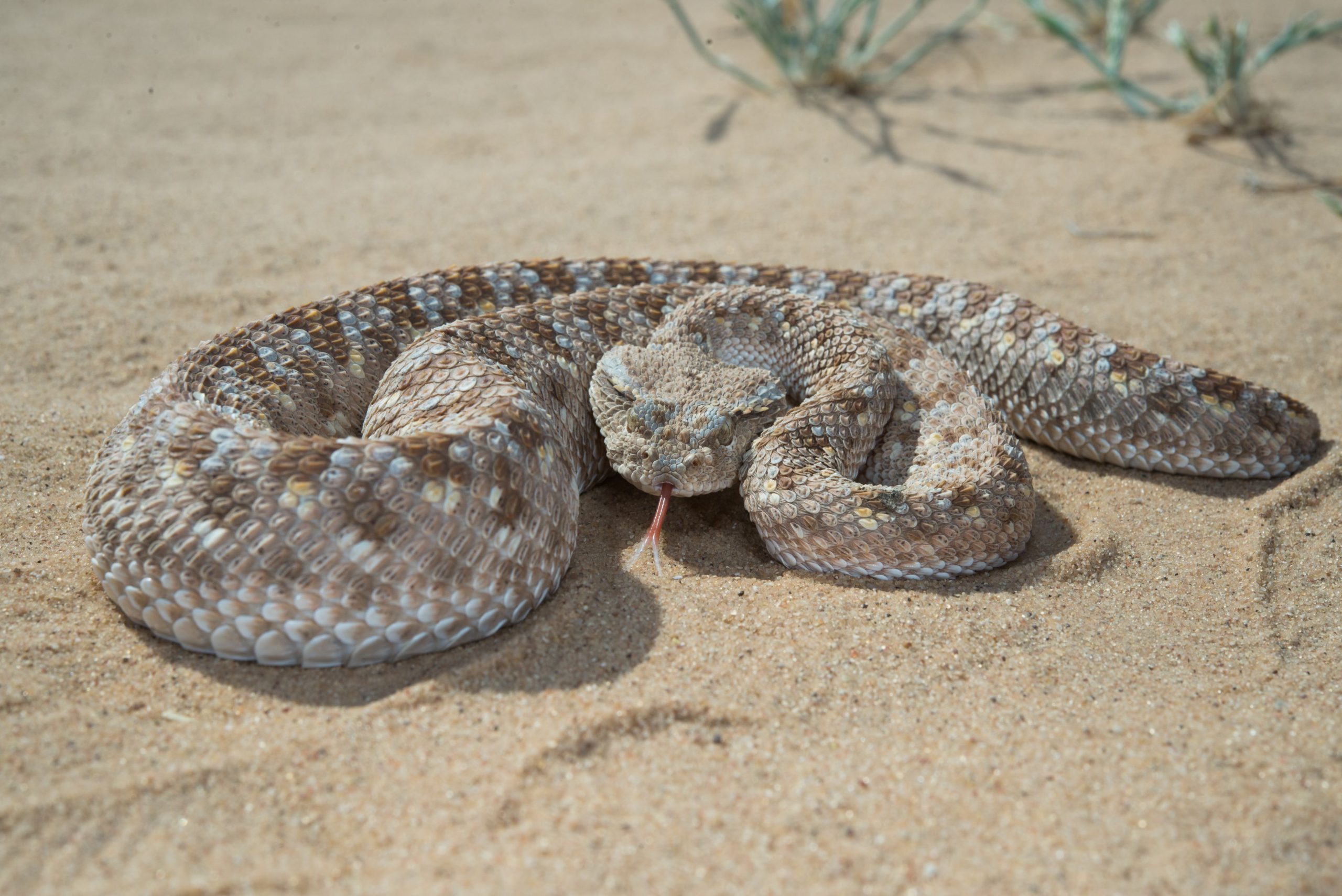 It's a Pleasure to Meet You (Or Not): the Venomous Snakes of Israel ...