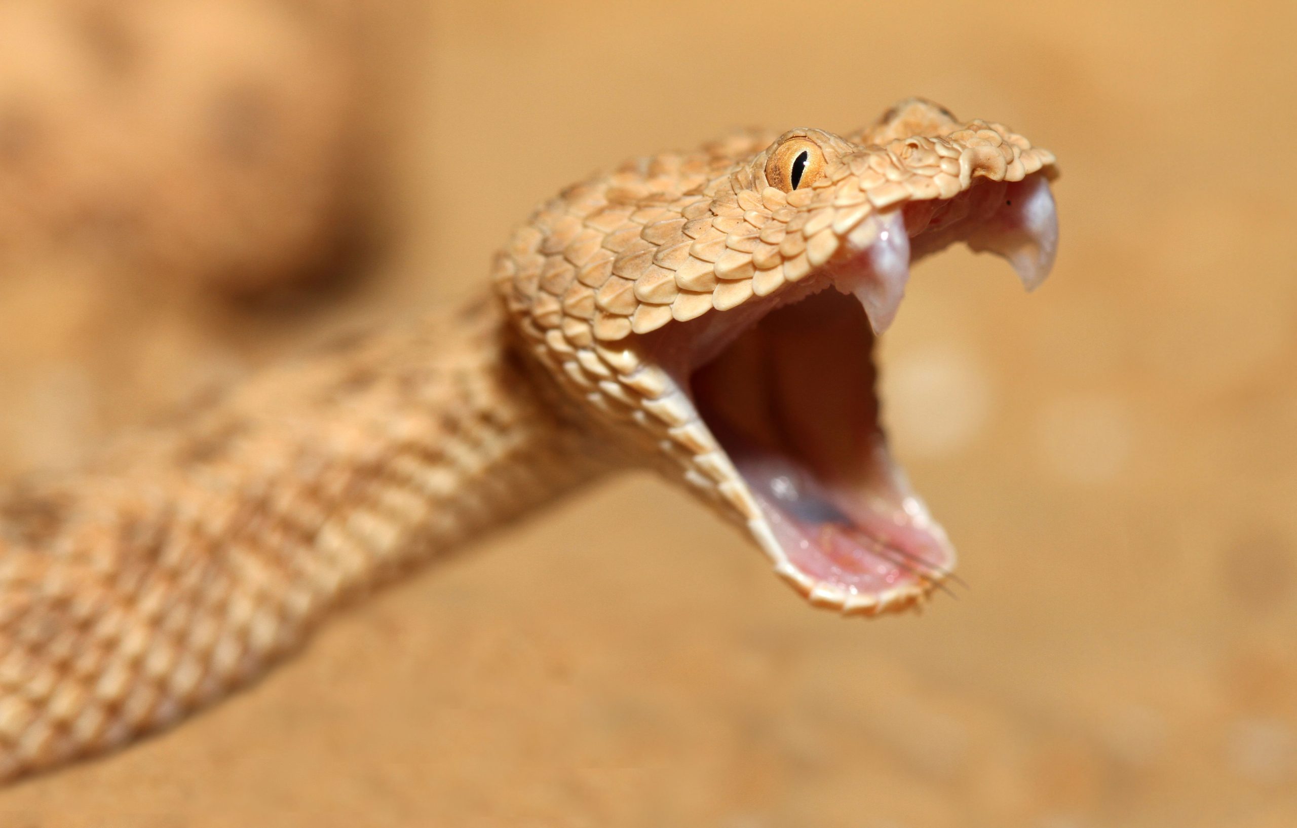 It's a Pleasure to Meet You (Or Not): the Venomous Snakes of Israel ...