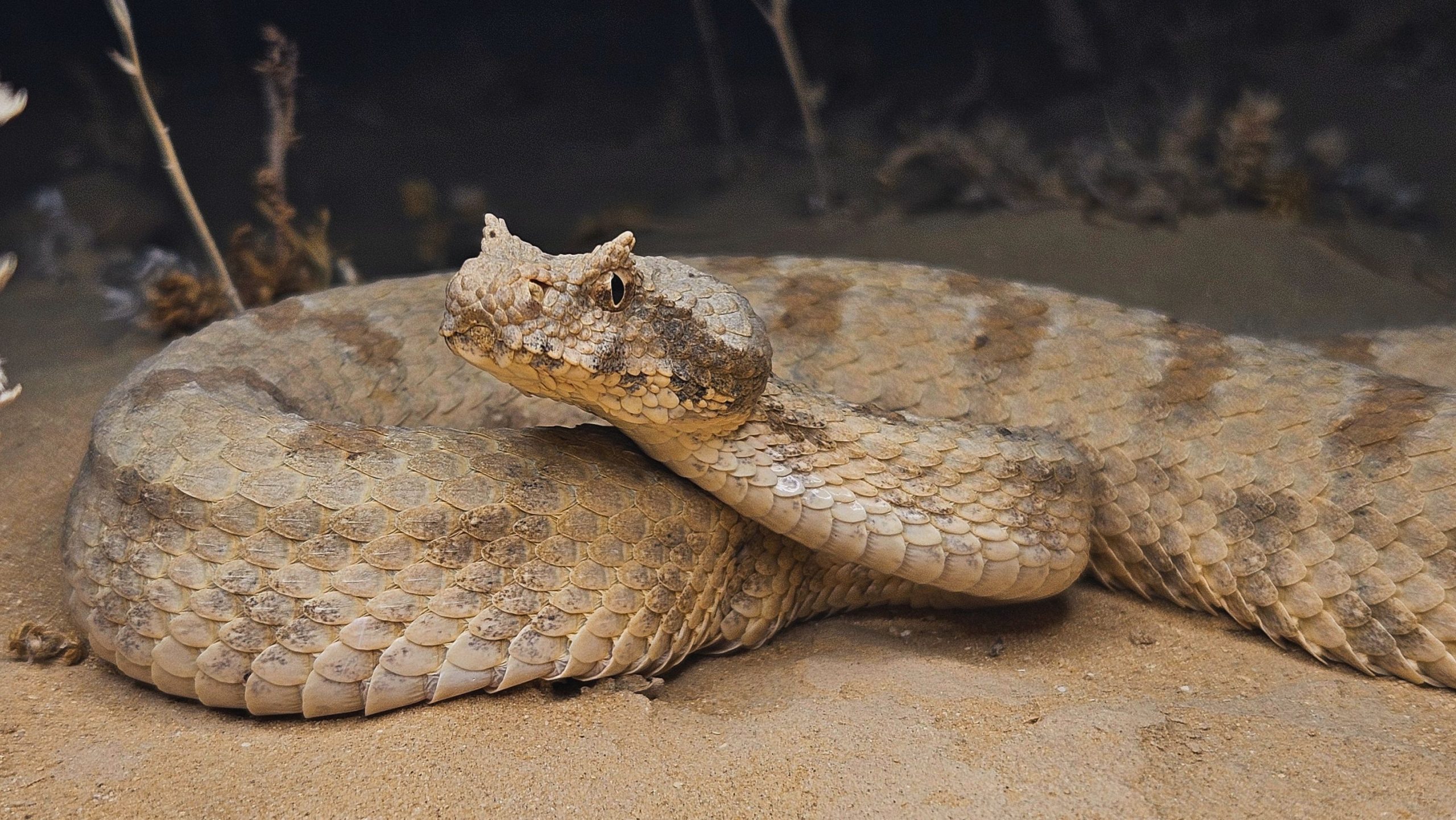 It's a Pleasure to Meet You (Or Not): the Venomous Snakes of Israel ...