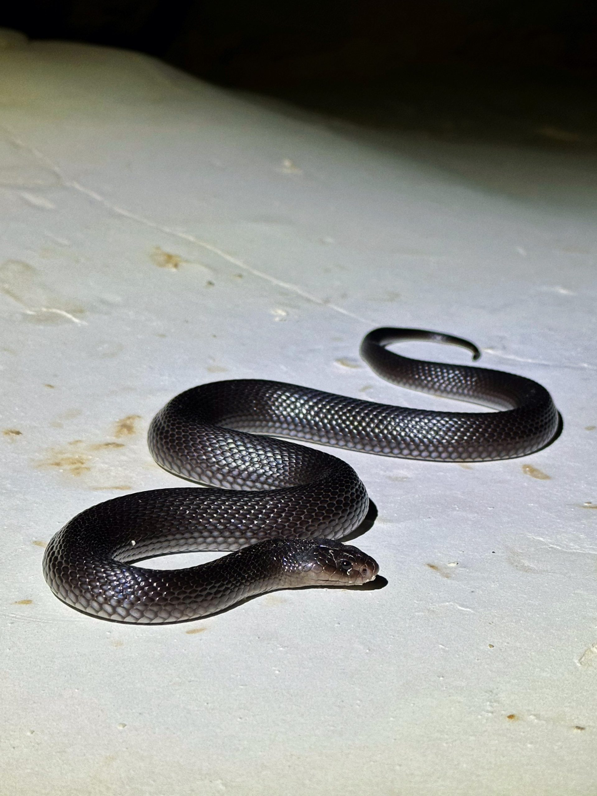 It's a Pleasure to Meet You (Or Not): the Venomous Snakes of Israel ...